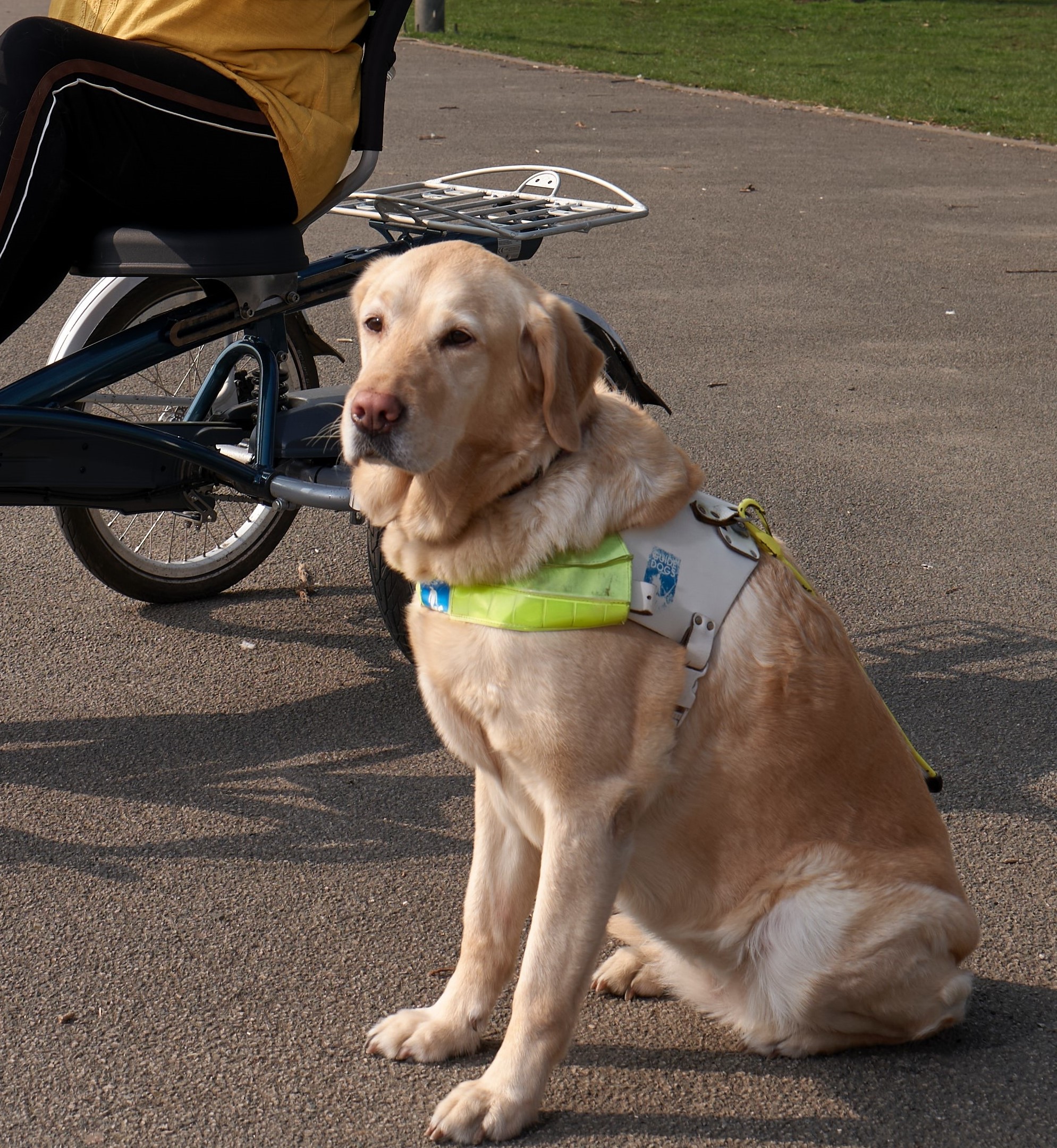 Flying to Mallorca with a Guide Dog / Assistance Dog